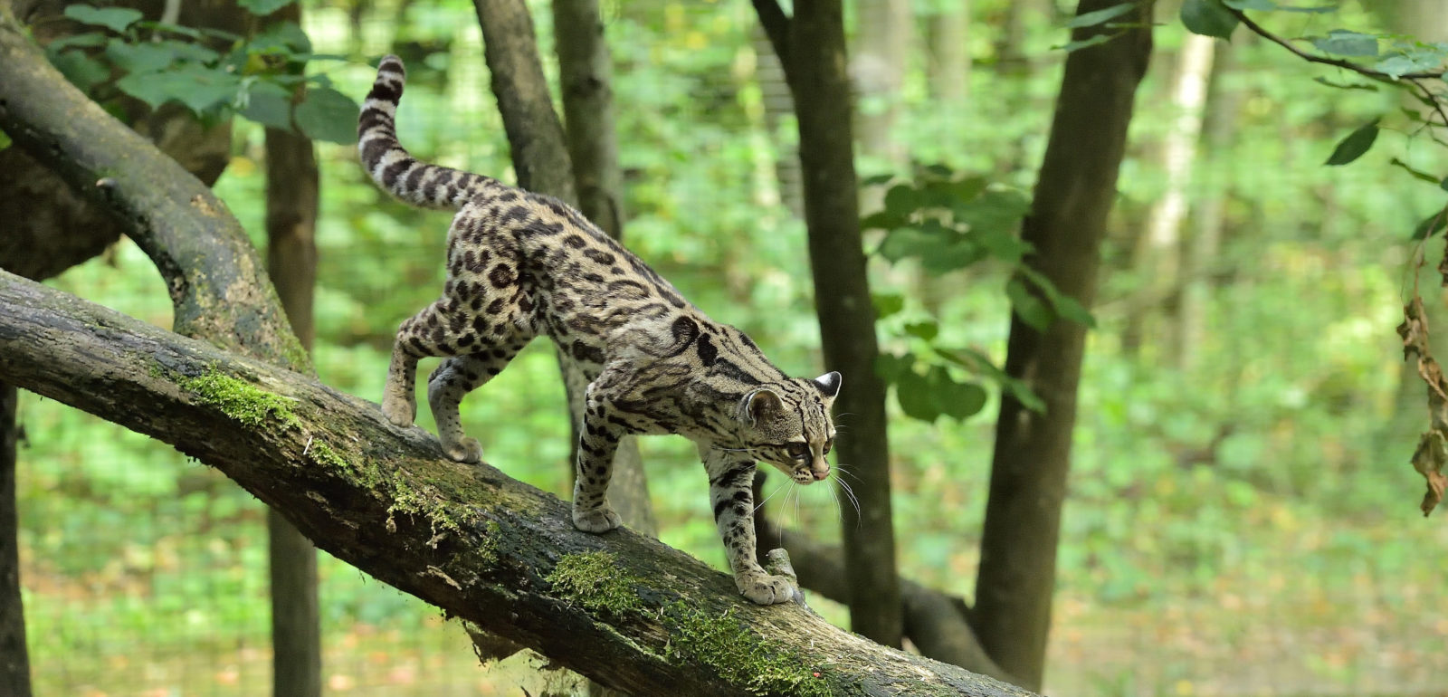 Notre avis sur notre journée au Parc des Félins – Le Lifestyle de Marion